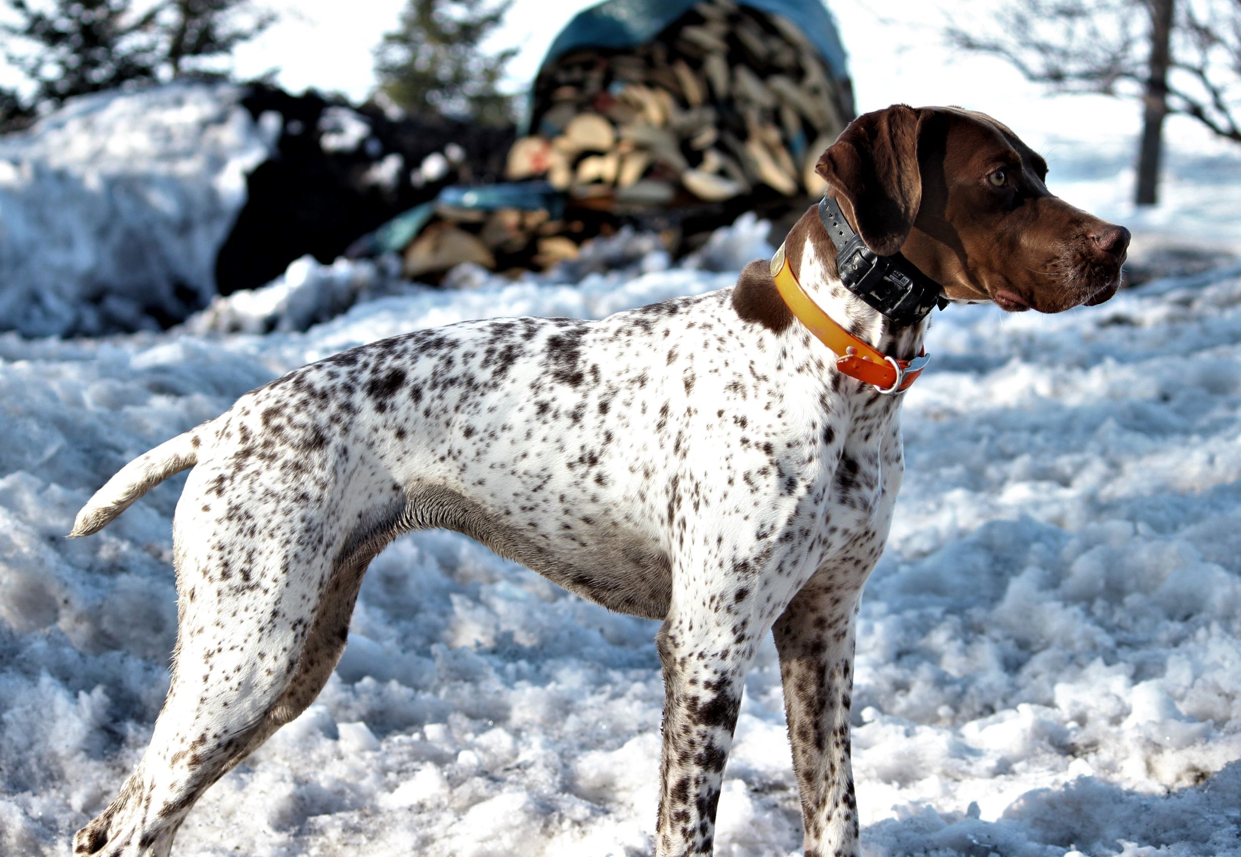 Our Dogs - Laity - Great Divide Kennel